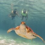 Private Turtles & Cenotes Adventure - Exploring the Turtle Bay Snorkel
