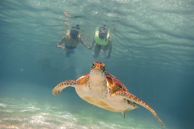 Private Turtles & Cenotes Adventure - Exploring the Turtle Bay Snorkel
