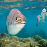Private Turtles Express - The Value of a Private, Guided Snorkel