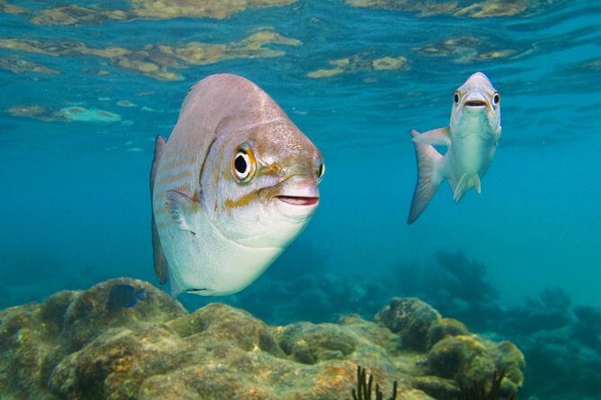 Private Turtles Express - The Value of a Private, Guided Snorkel