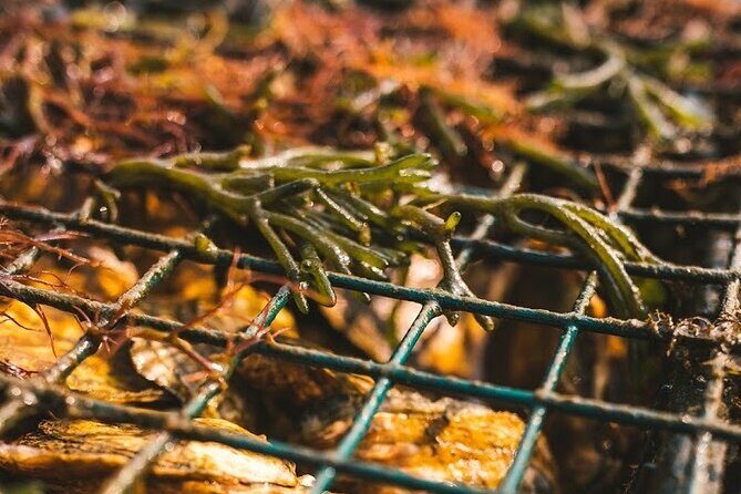 Private West Passage Oyster Tasting Aquaculture Tour - Analyzing the Value
