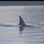 Private Whale and Wildlife Viewing - The Experience in Detail
