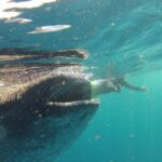 Private Whale Shark All Inclusive Experience - What’s Unique About This Tour?