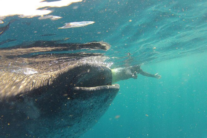 Private Whale Shark All Inclusive Experience - What’s Unique About This Tour?