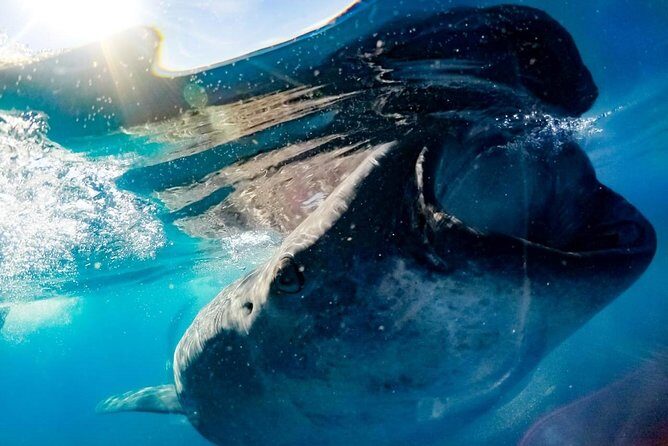 Private Whale Shark Ecofriendly Tour from Riviera Maya - The Itinerary: A Detailed Walkthrough