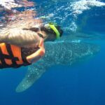 Private Whale Shark Tour from Cancun - Who Will Love This Tour?