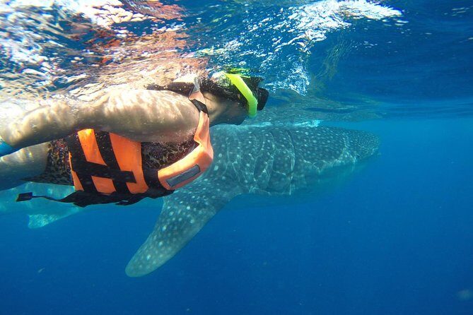 Private Whale Shark Tour from Cancun - Who Will Love This Tour?