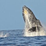 Private Whale Watch and Snorkel off Kaua'i - Whale Watching: The Heart of the Tour
