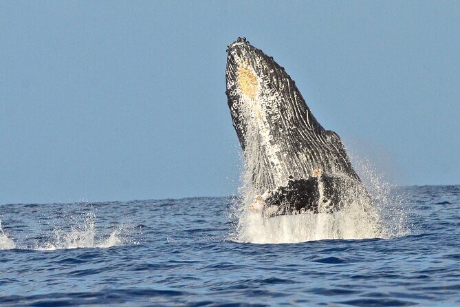 Private Whale Watch and Snorkel off Kaua'i - Whale Watching: The Heart of the Tour