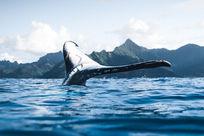 Private Whale Watching Activity - Who Its Best For