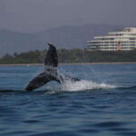 Private whale watching in mazatlan - What Sets This Tour Apart