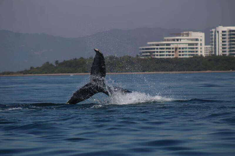 Private whale watching in mazatlan - What Sets This Tour Apart