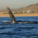 Private Whale Watching in San Jose Del Cabo snack,drinks,Warranty - The Itinerary: What to Expect from Start to Finish