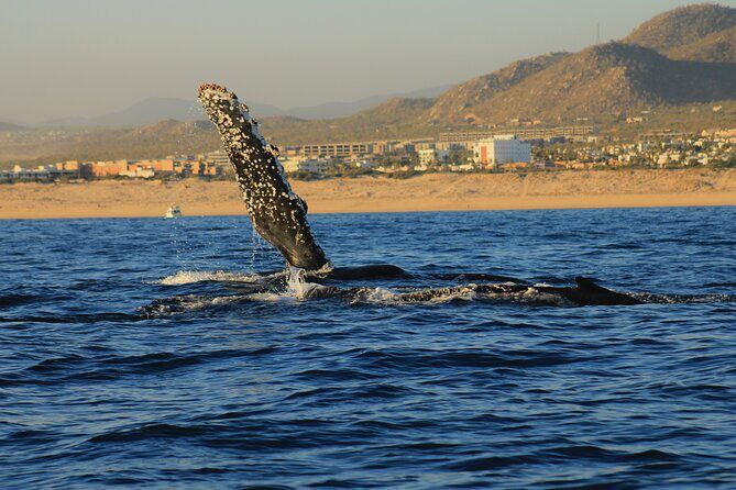 Private Whale Watching in San Jose Del Cabo snack,drinks,Warranty - The Itinerary: What to Expect from Start to Finish