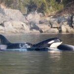 Private Whale Watching Nanaimo - Open Boat - What’s Included and What Isn’t