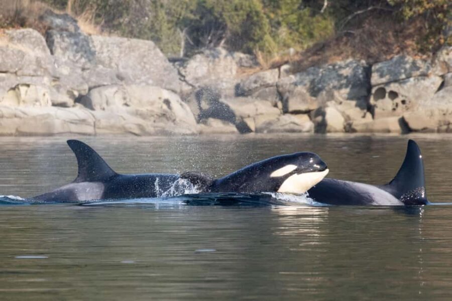 Private Whale Watching Nanaimo - Open Boat - What’s Included and What Isn’t