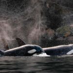 Private Whale Watching Nanaimo - Semi-Covered Boat - Experience Overview