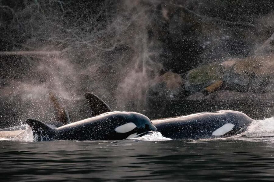 Private Whale Watching Nanaimo - Semi-Covered Boat - Experience Overview