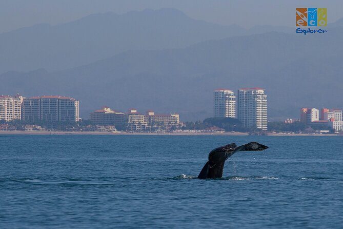 Private Whale watching Puerto Vallarta - An In-Depth Look at the Experience