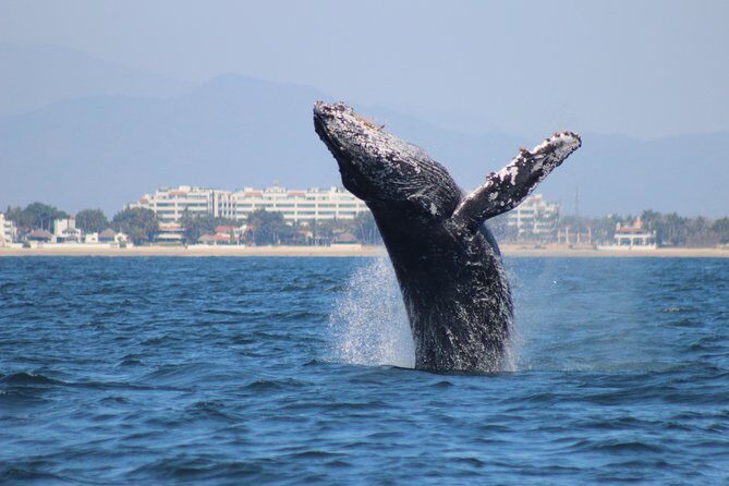 Private Whale Watching Tour in Puerto Vallarta - Who Should Book This Tour?