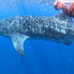 Private Whale Watching Tours in Isla Mujeres - What Makes This Tour Stand Out