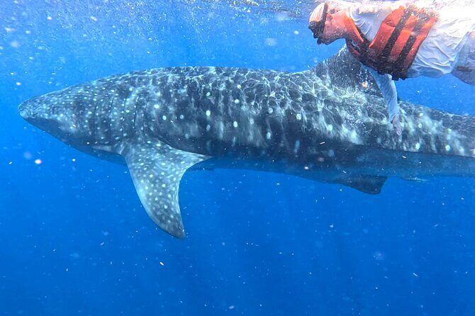 Private Whale Watching Tours in Isla Mujeres - What Makes This Tour Stand Out
