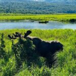 Private Wildlife, Glacier & Gold Panning (Panoramic Van  Max 9) - A Deep Dive into the Itinerary