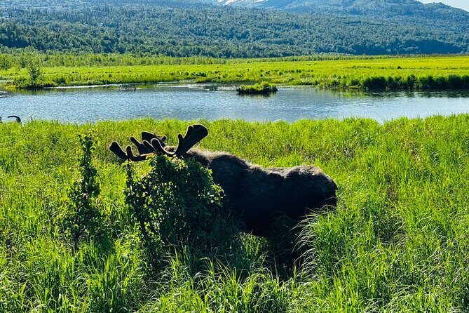 Private Wildlife, Glacier & Gold Panning (Panoramic Van  Max 9) - A Deep Dive into the Itinerary