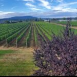 Private Wine Tour at Church and State Wines in Victoria BC Canada - Behind the Scenes: What Makes This Tour Special