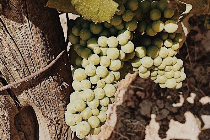 Private Wine Tour for 1-5 People in Oregon - Who Should Consider This Tour?