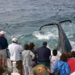 Provincetown: Whale Watching Cruise - The Boat and Its Comforts