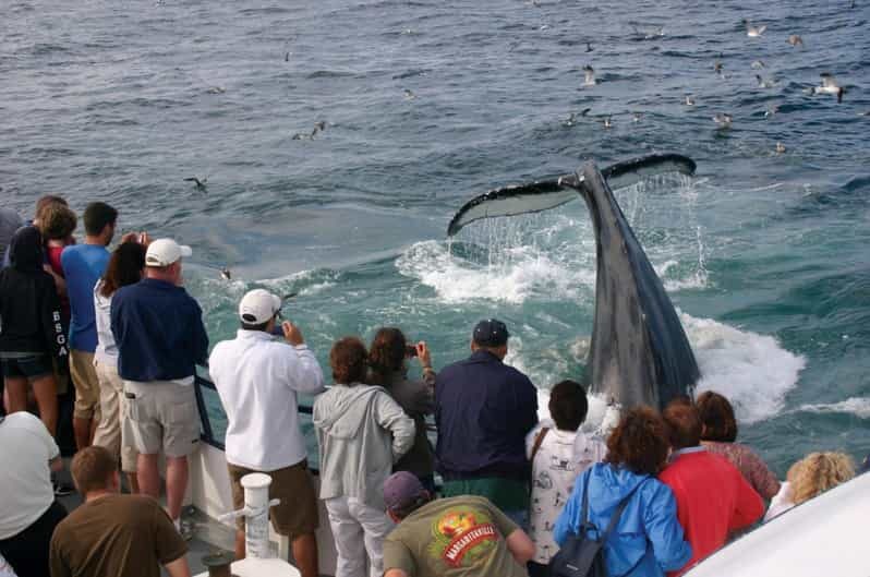 Provincetown: Whale Watching Cruise - The Boat and Its Comforts
