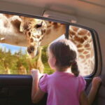 Puebla Africam Safari Park, Live an Unforgettable Adventure! - The Experience Itself: How It’s Structured