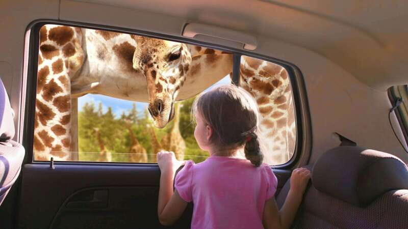 Puebla Africam Safari Park, Live an Unforgettable Adventure! - The Experience Itself: How It’s Structured