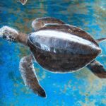 Puerto Angel Exotic Animal Wildlife Experience - Pricing and Value