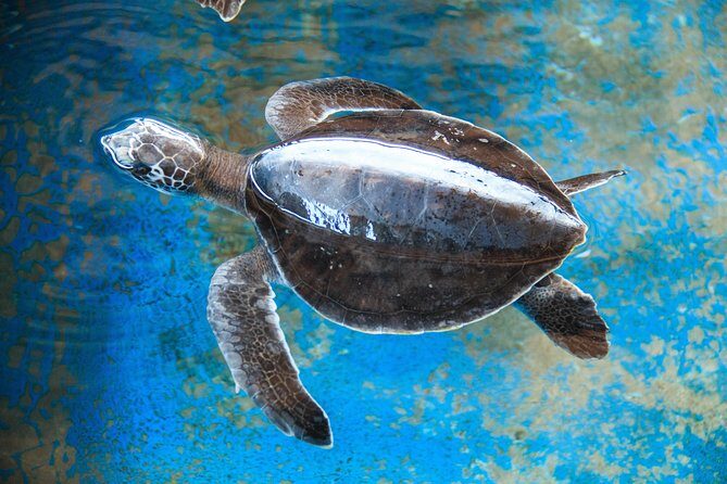 Puerto Angel Exotic Animal Wildlife Experience - Pricing and Value