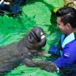 Puerto Aventuras: Dolphin & Manatee Encounter with lunch - Who This Tour Is Best For