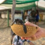 Puerto Escondido: Baby Turtle Release Tour - Practicalities and What to Expect