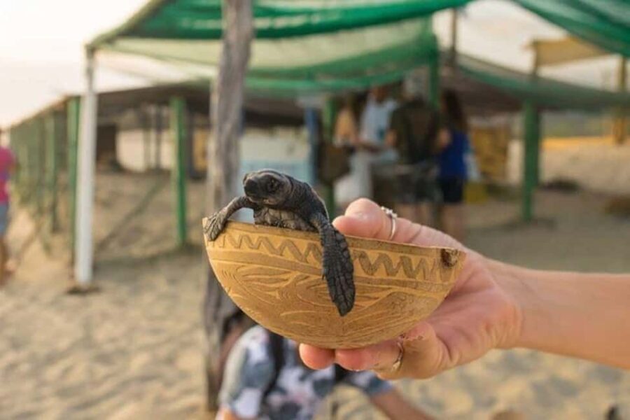 Puerto Escondido: Baby Turtle Release Tour - Practicalities and What to Expect