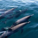 Puerto Escondido Dolphin and Whale Watching Adventure - Final Thoughts: Is This Tour Worth It?