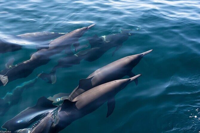 Puerto Escondido Dolphin and Whale Watching Adventure - Final Thoughts: Is This Tour Worth It?