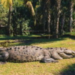 Puerto Escondido: Oaxaca Coast Wildlife Ecotour - What Makes This Tour Stand Out