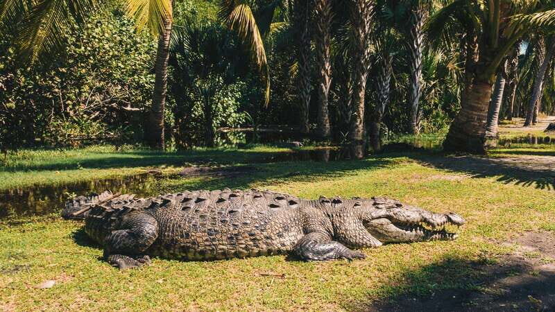 Puerto Escondido: Oaxaca Coast Wildlife Ecotour - What Makes This Tour Stand Out