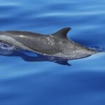 Puerto Escondido: The Best Adventure for Dolphin Watching - The Itinerary: How the Day Unfolds
