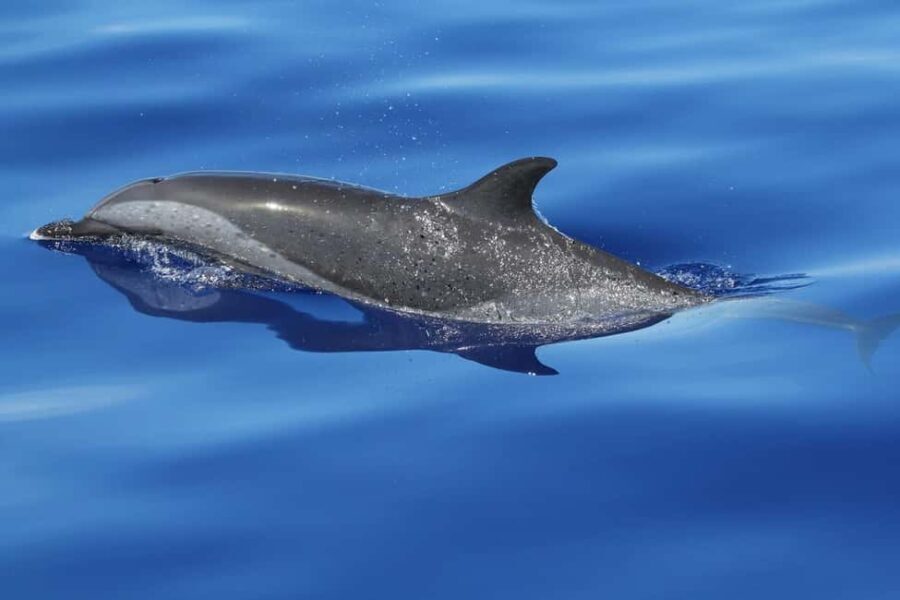 Puerto Escondido: The Best Adventure for Dolphin Watching - The Itinerary: How the Day Unfolds