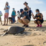 Puerto Escondido: Turtle Release Experience - Practical Details and Logistics