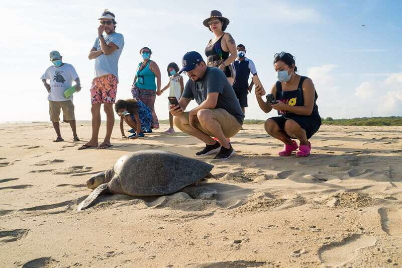 Puerto Escondido: Turtle Release Experience - Practical Details and Logistics