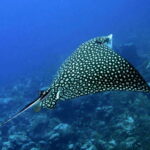 Puerto Morelos: Diving at the C56 Shipwreck - Who Is This Tour Best For?