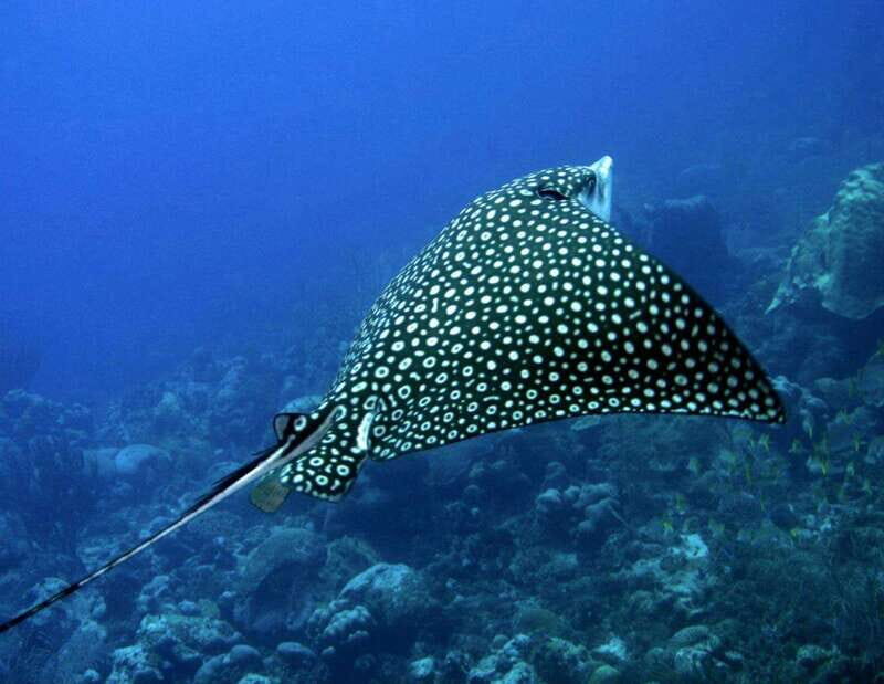 Puerto Morelos: Diving at the C56 Shipwreck - Who Is This Tour Best For?