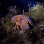 Puerto Morelos: Ojo de Agua Night Dive for Certified Divers - Overview of the Night Diving Experience